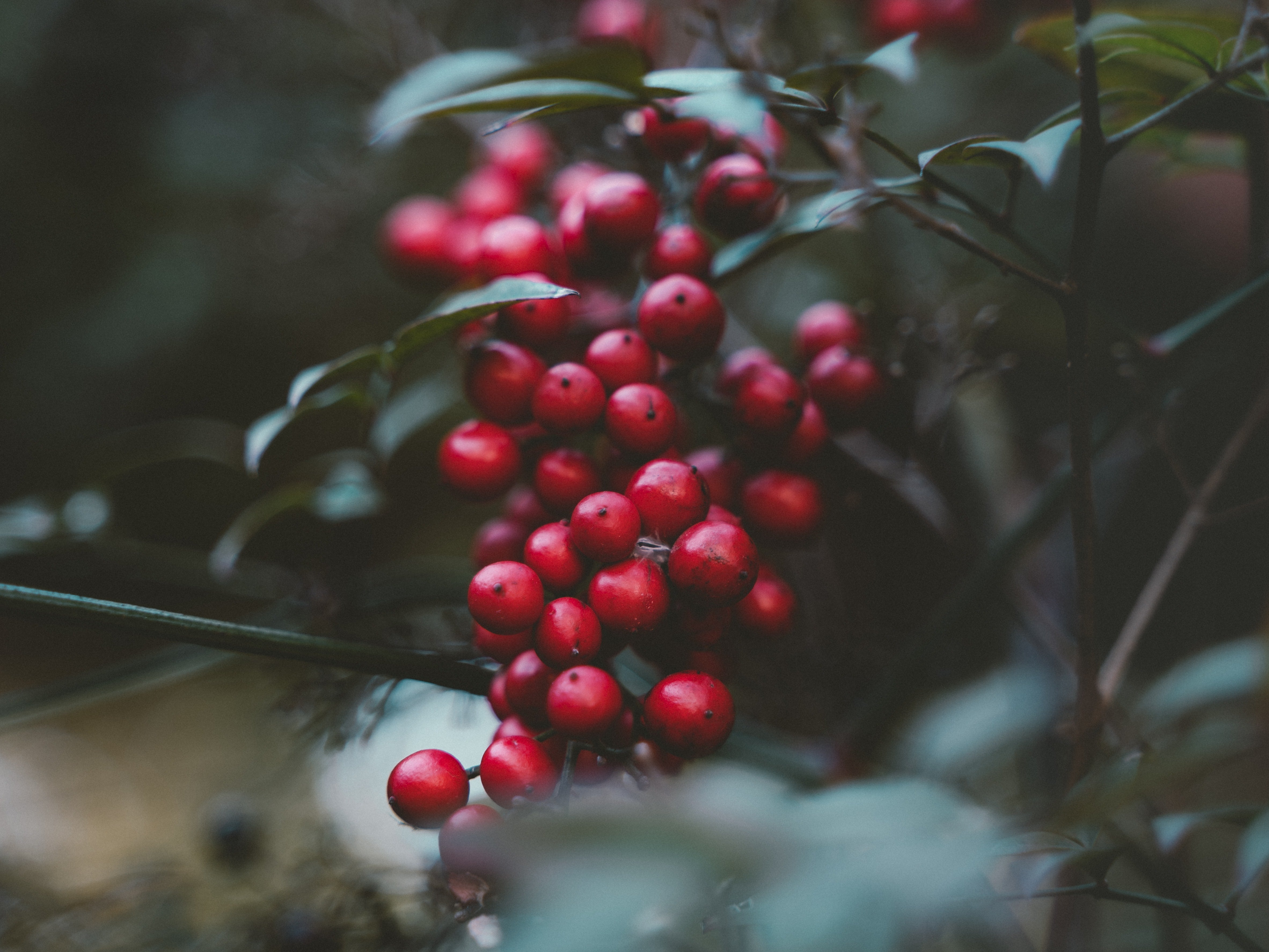 How Does Schizandra Work? A TCM Perspective