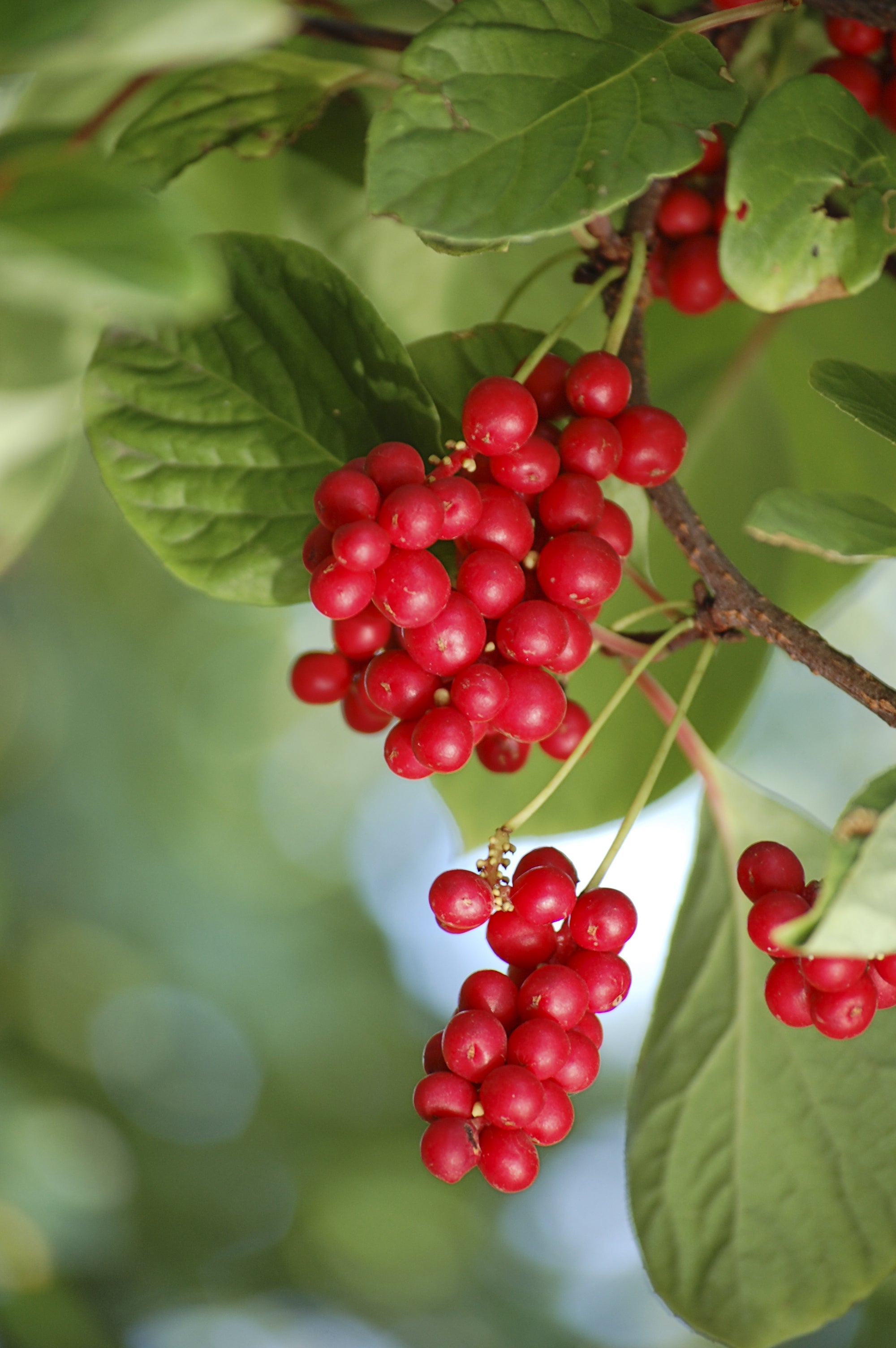 The Benefits of Schizandra & How to Take It